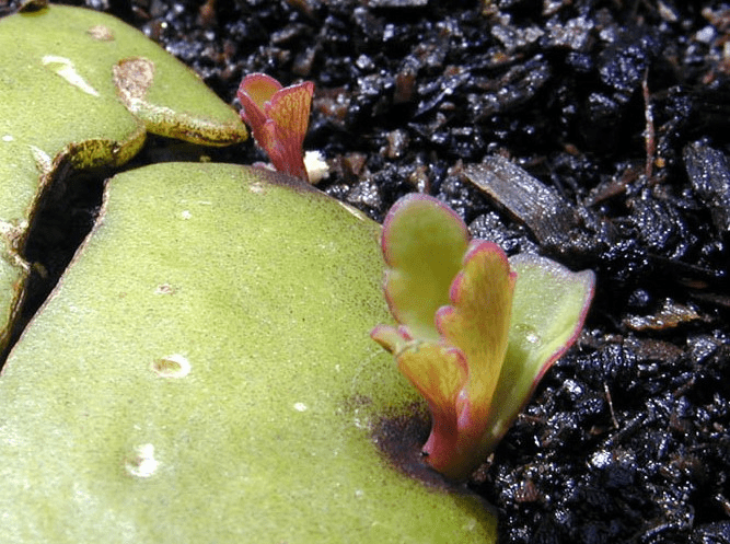 Plant Reproduction - Let's Talk Science