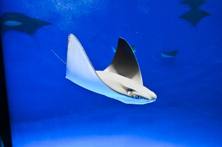 Découvre l’EcoJet - Parlons sciences