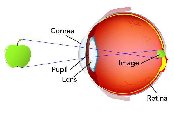 How We See - Let's Talk Science