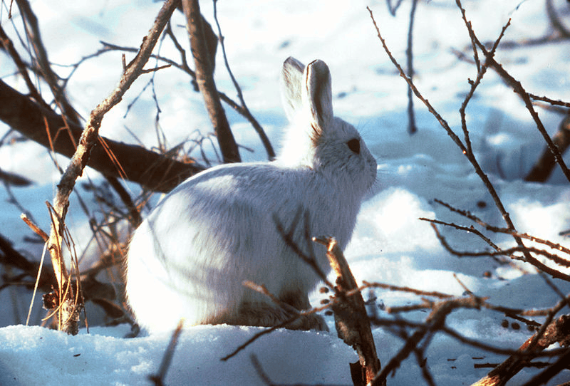 Arctic Tundra Biome - Let's Talk Science