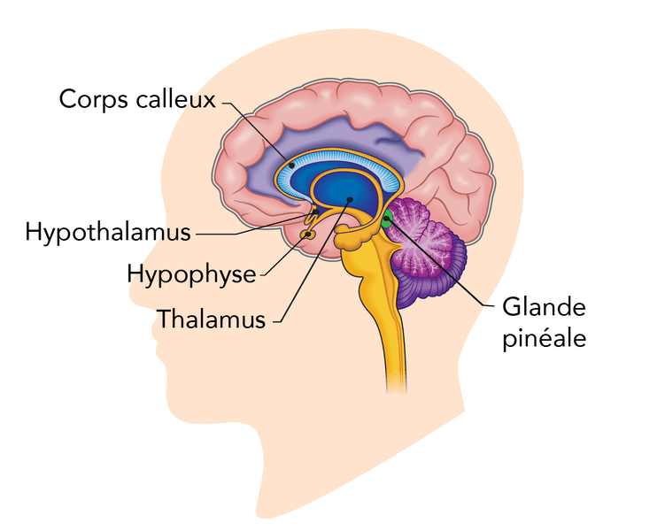 Le cerveau humain - Parlons sciences