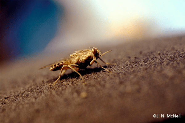 Climate Image Search - Let's Talk Science