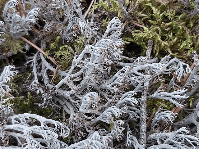 Arctic Tundra Biome - Let's Talk Science