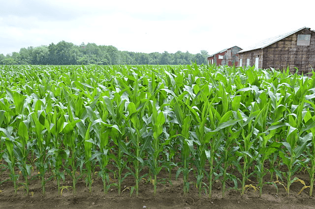 Introduction to Biofuels - Let's Talk Science