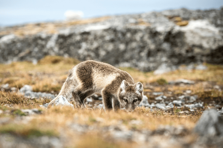 Arctic Tundra Biome - Let's Talk Science